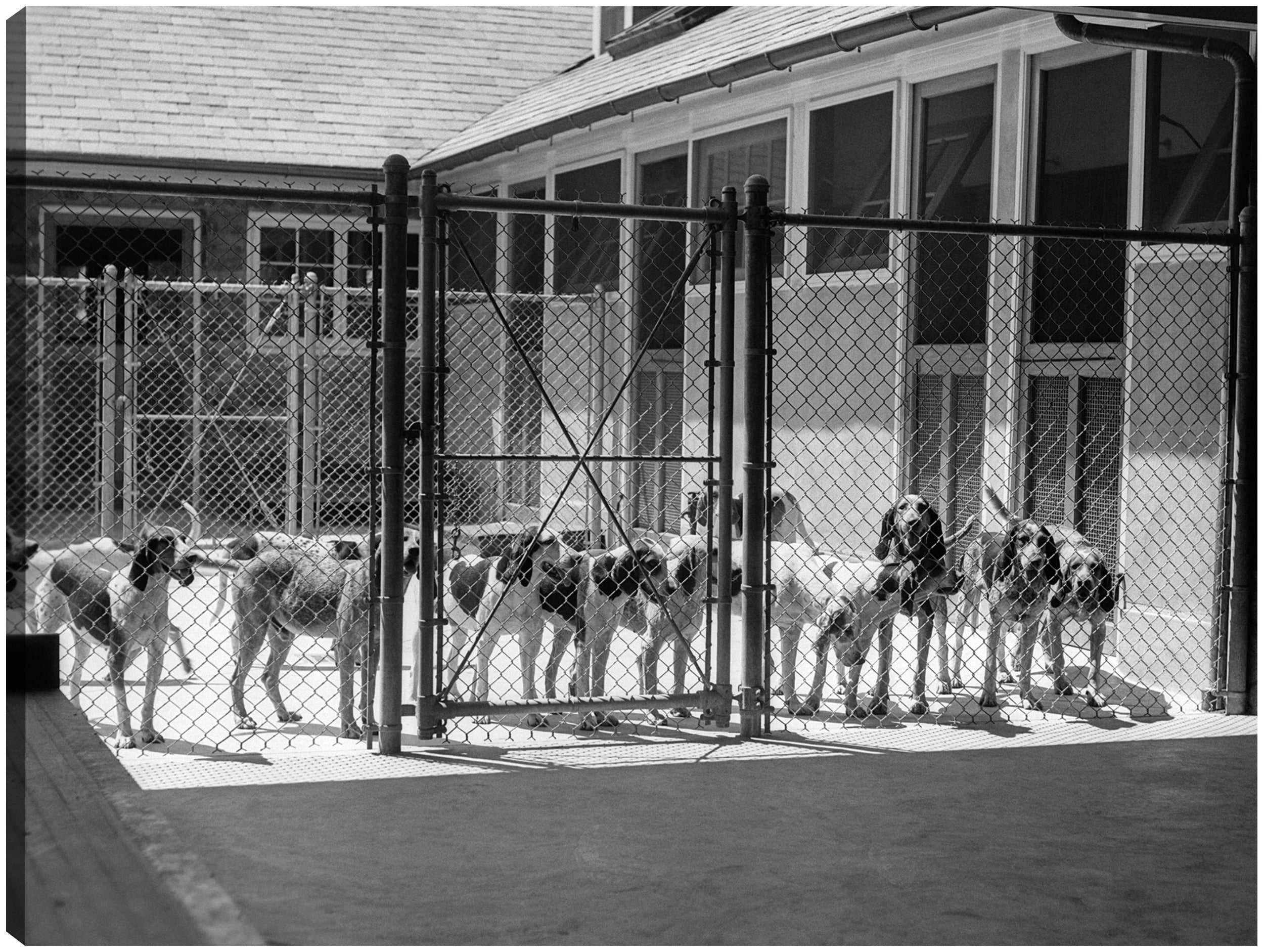 Perrera Foxhound Dogs - Vintage Images – Fine Art TJ